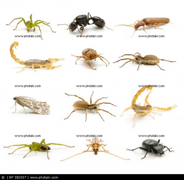 Los artrópodos :: Los Animalitos de Ara